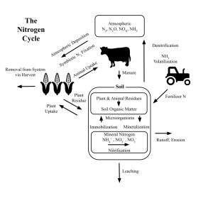 A simple approach for on-farm Nitrogen budgeting – Agriculture Water ...